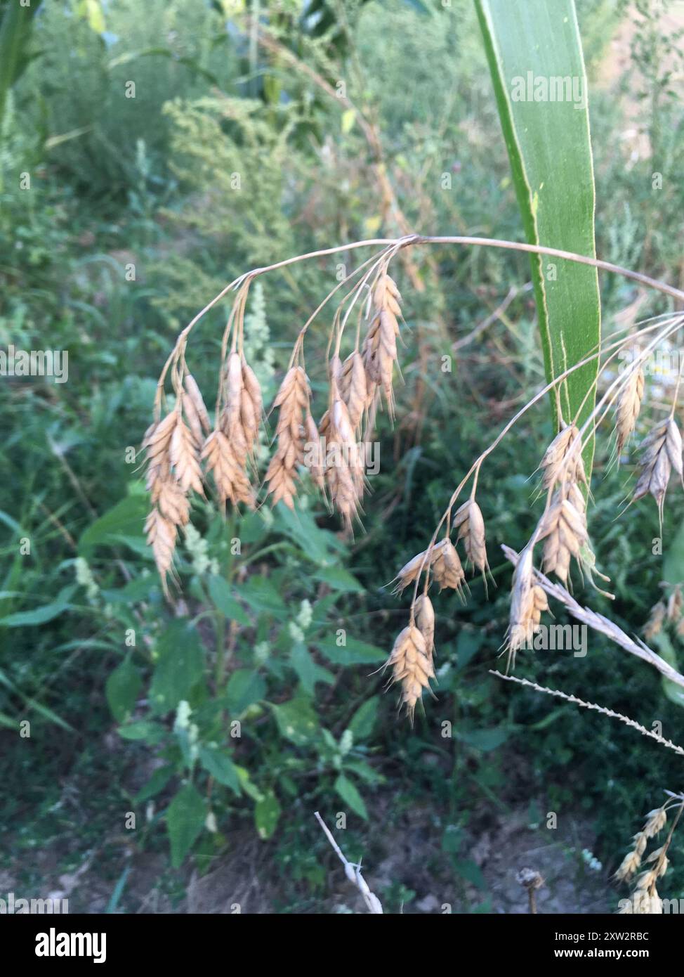 Rye Brome (Bromus secalinus) Plantae Stock Photo - Alamy