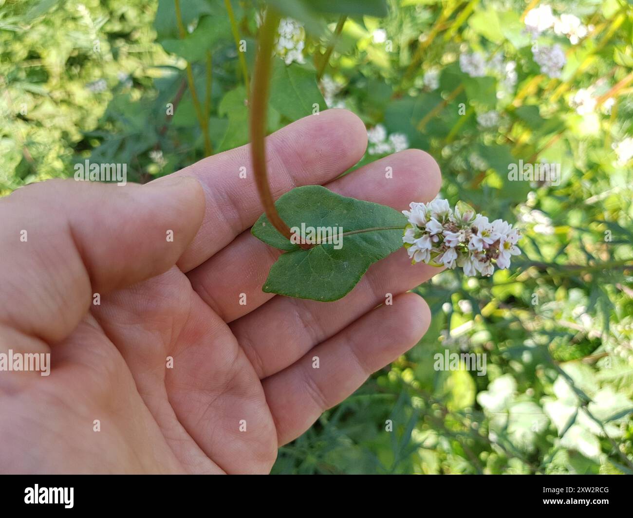 Common Buckwheat (Fagopyrum esculentum) Plantae Stock Photo - Alamy