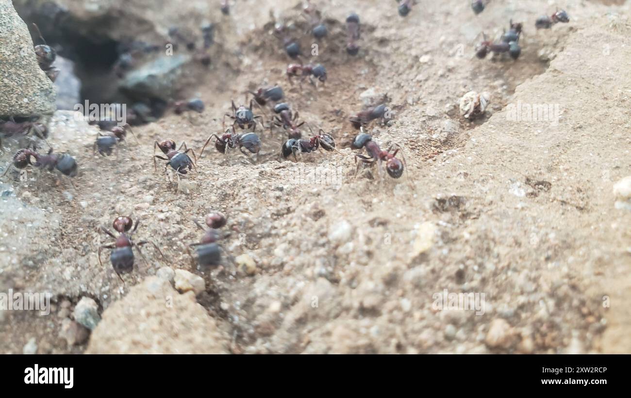 Rough Harvester Ant (Pogonomyrmex rugosus) Insecta Stock Photo - Alamy