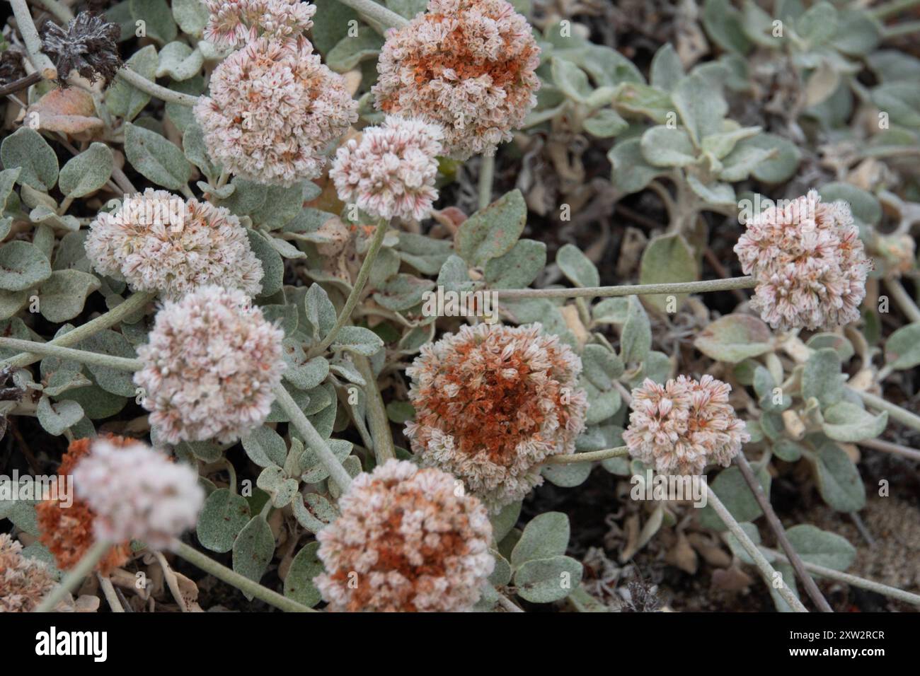 Seaside Buckwheat (Eriogonum latifolium) Plantae Stock Photo - Alamy