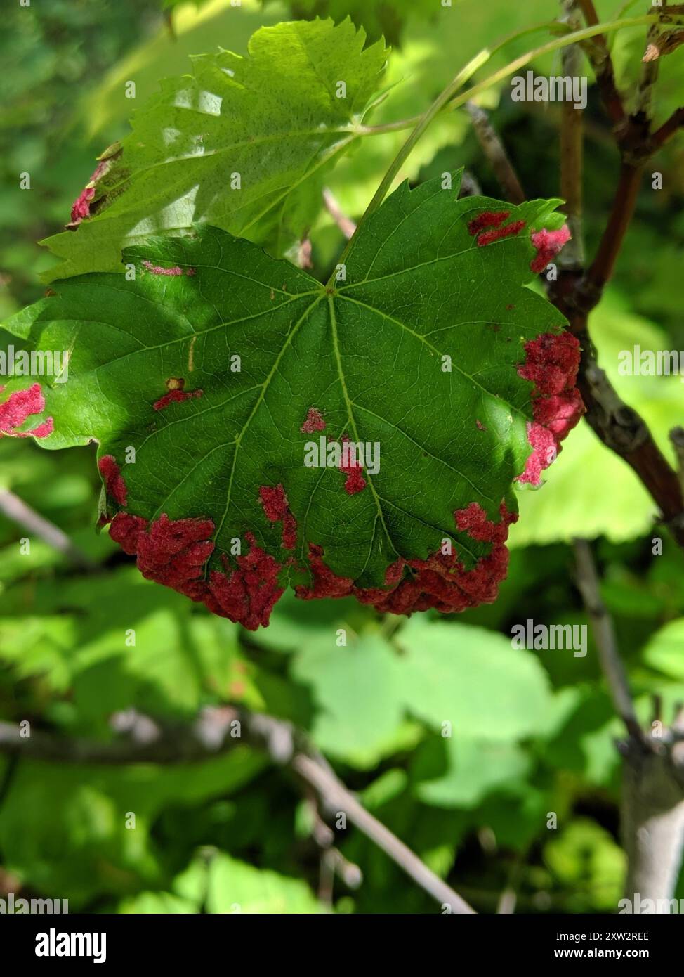 Rocky Mountain Maple Felt Mite (Aceria calaceris) Arachnida Stock Photo ...