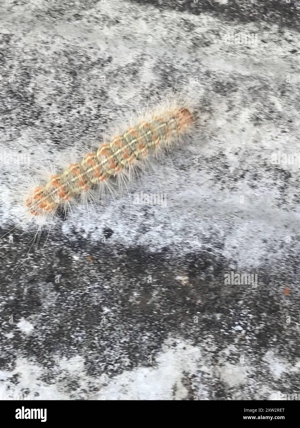 Fall Webworm Moth (Hyphantria cunea) Insecta Stock Photo - Alamy
