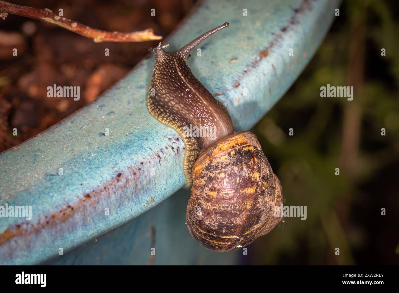 Garden Snail (Cornu aspersum) Mollusca Stock Photo - Alamy