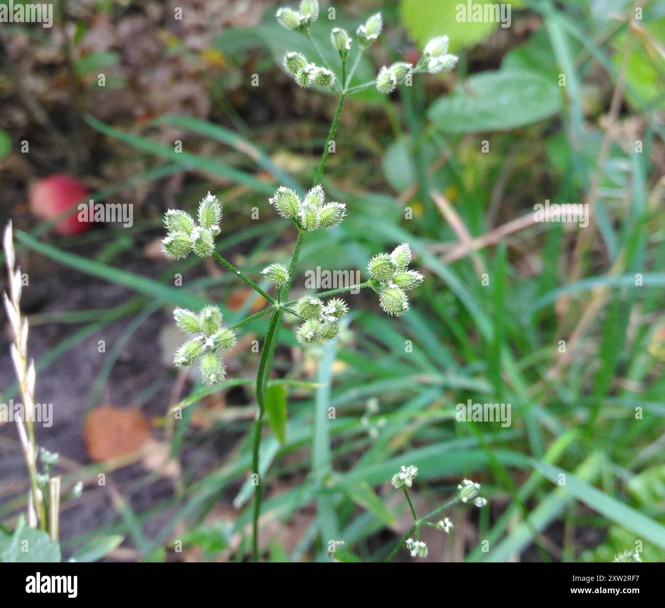 upright hedge-parsley (Torilis japonica) Plantae Stock Photo - Alamy