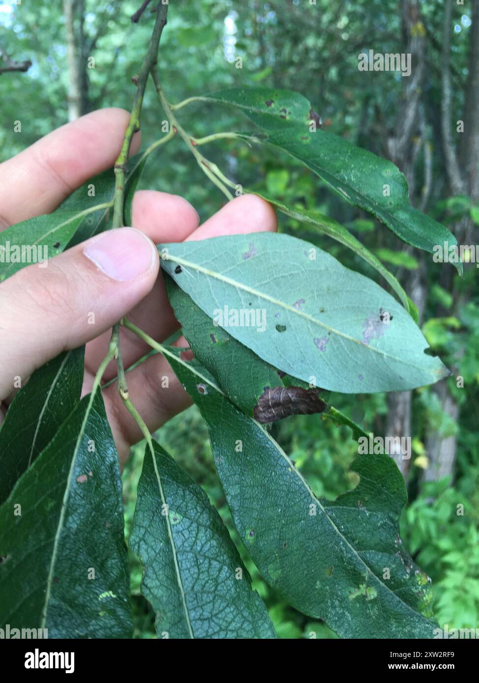 goat willow (Salix caprea) Plantae Stock Photo - Alamy