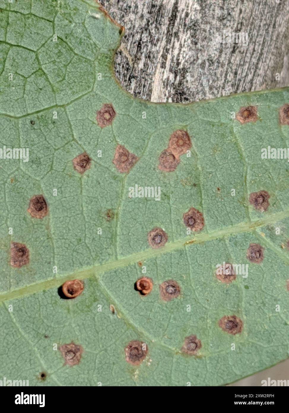 (Neuroterus tantulus) Insecta Stock Photo - Alamy