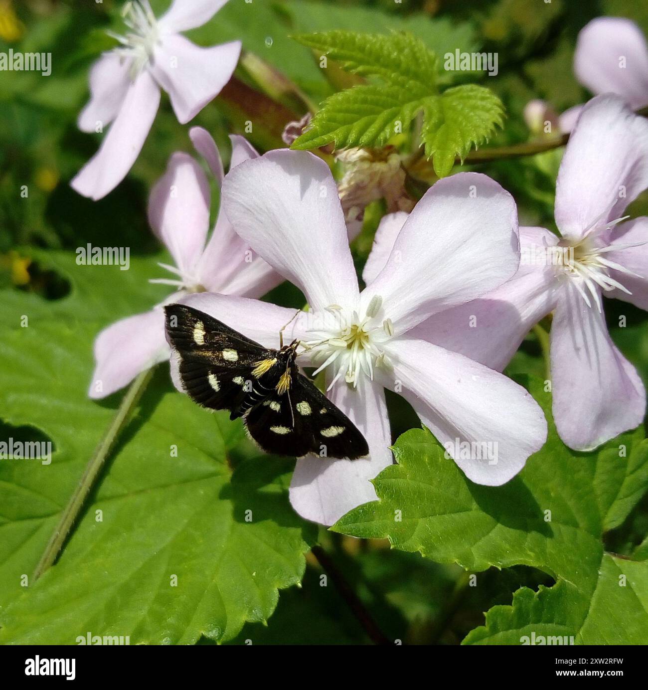 White-spotted Sable (Anania funebris) Insecta Stock Photo - Alamy