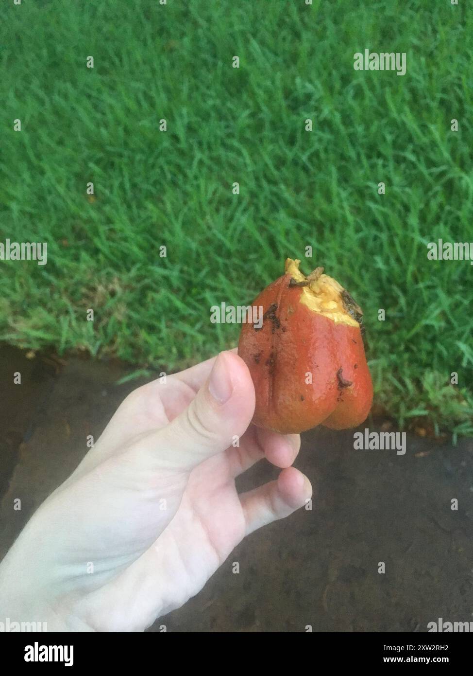 Ackee (Blighia sapida) Plantae Stock Photo - Alamy