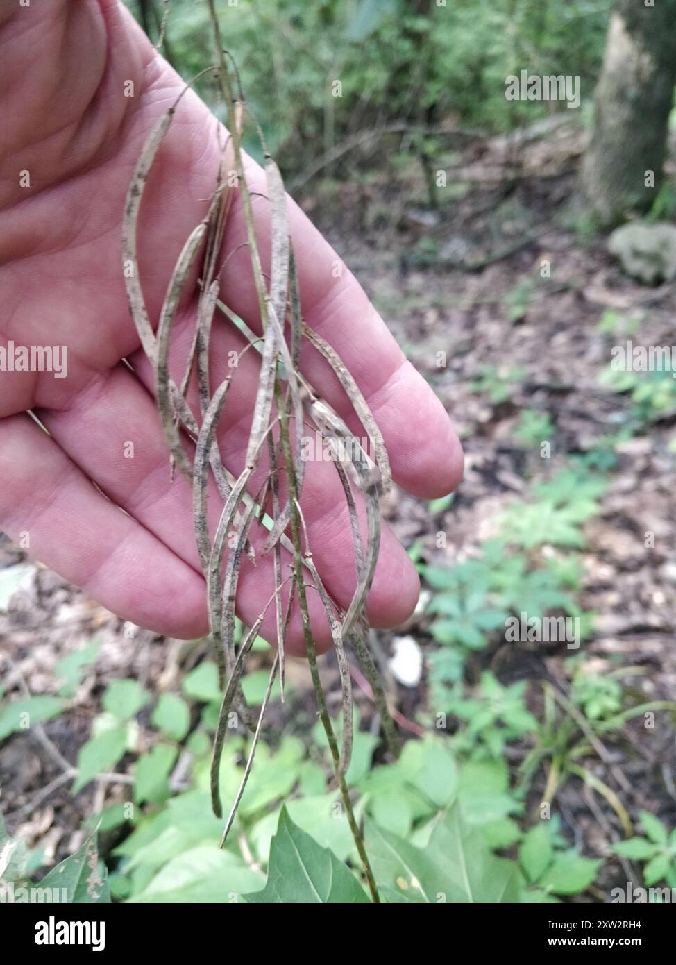 sicklepod (Borodinia canadensis) Plantae Stock Photo - Alamy