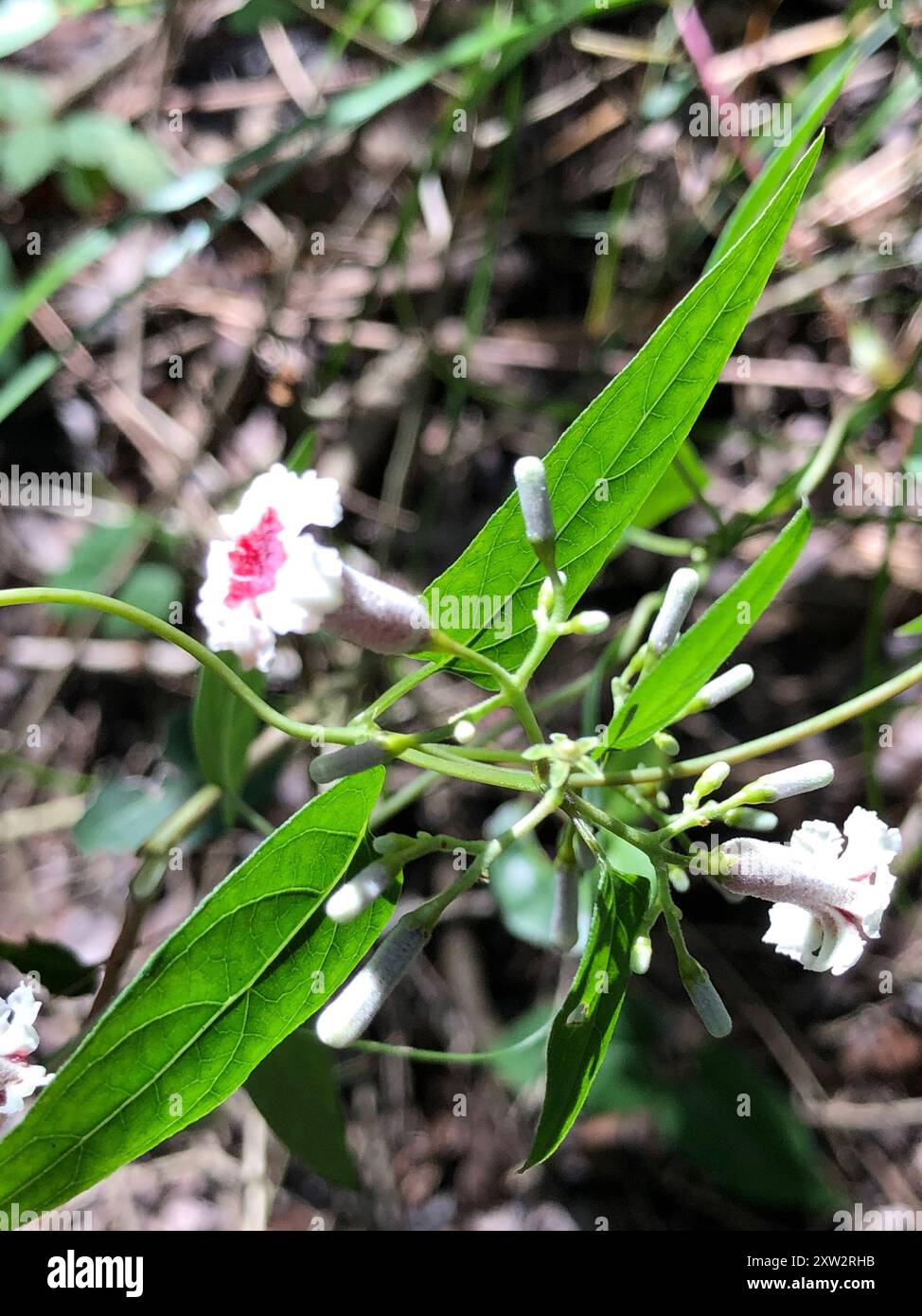 skunk vine (Paederia foetida) Plantae Stock Photo - Alamy