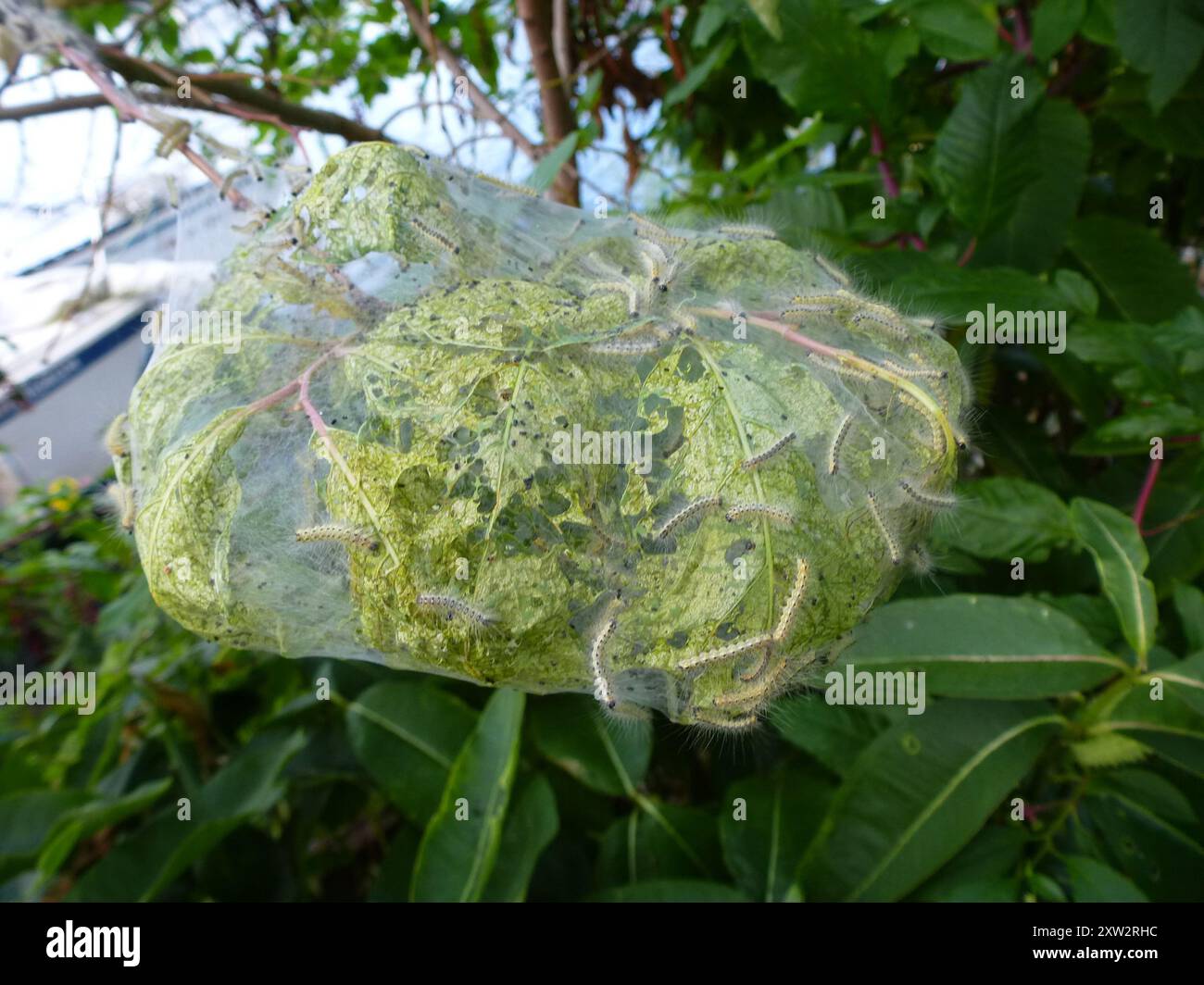 Fall Webworm Moth (Hyphantria cunea) Insecta Stock Photo - Alamy