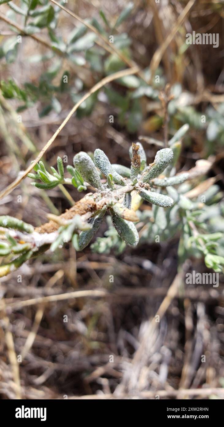 Alkali Heath (Frankenia salina) Plantae Stock Photo - Alamy