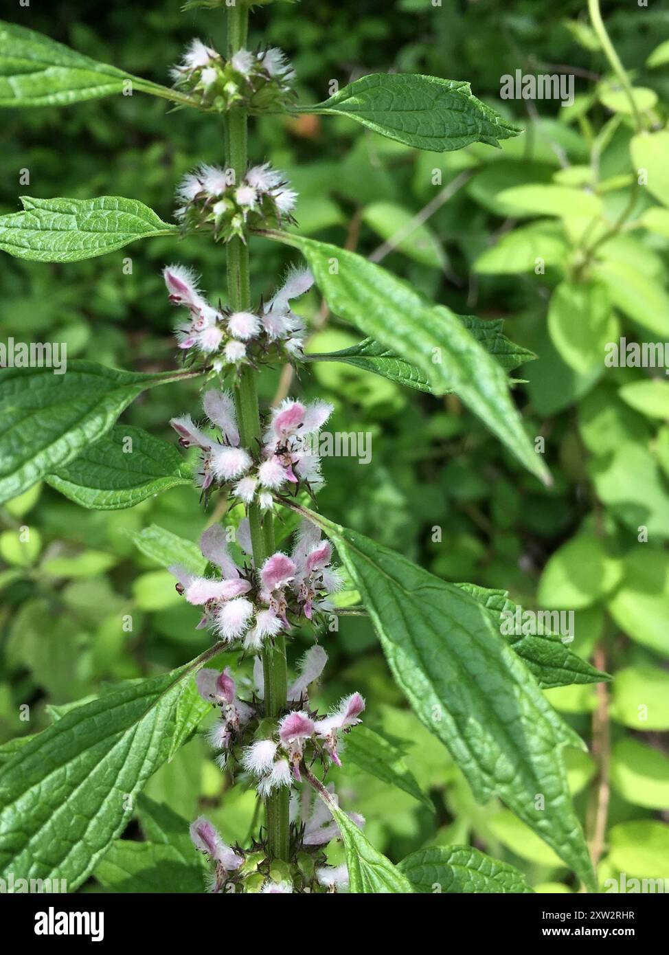common motherwort (Leonurus cardiaca) Plantae Stock Photo - Alamy