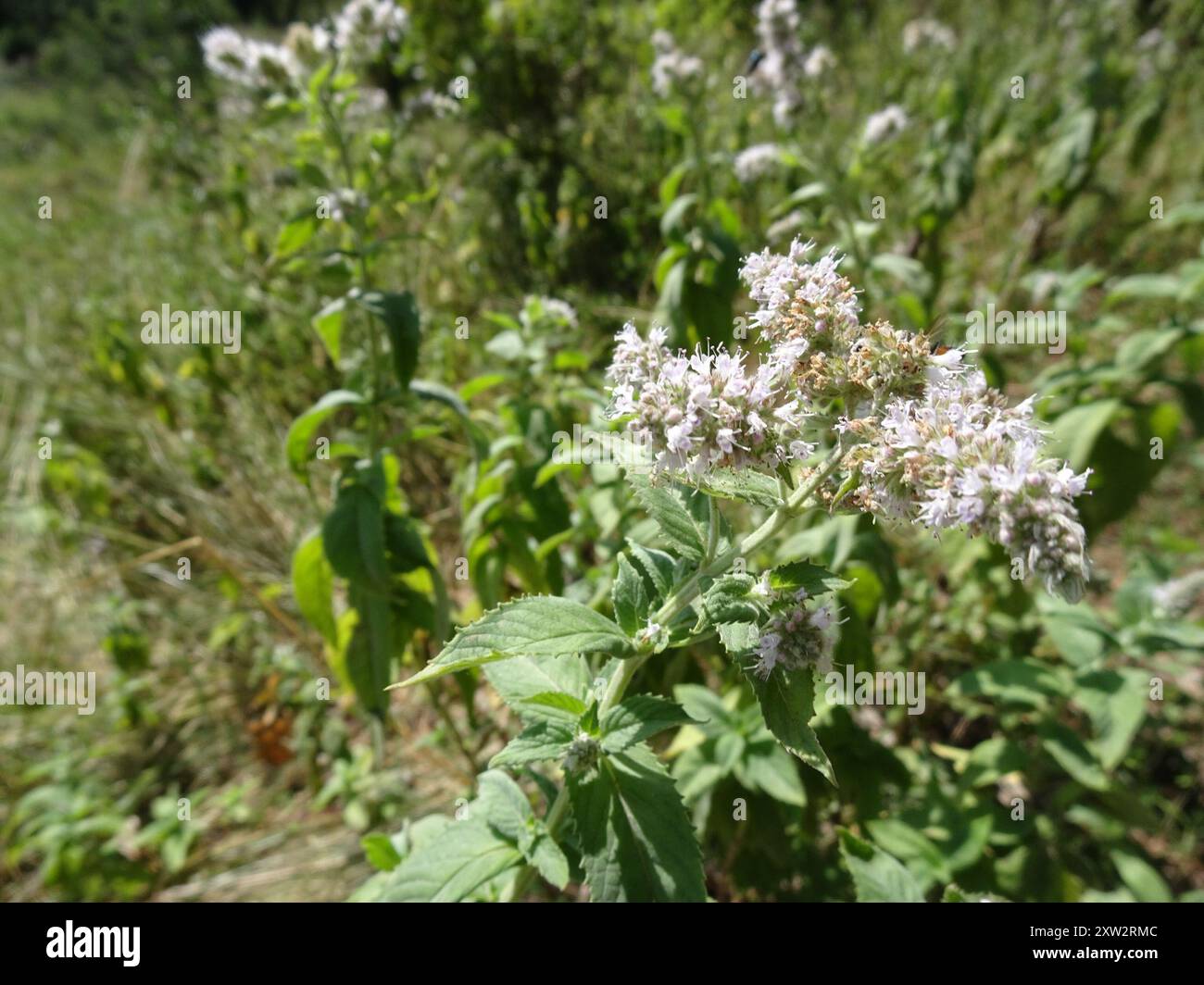 Horse Mint (Mentha longifolia) Plantae Stock Photo - Alamy