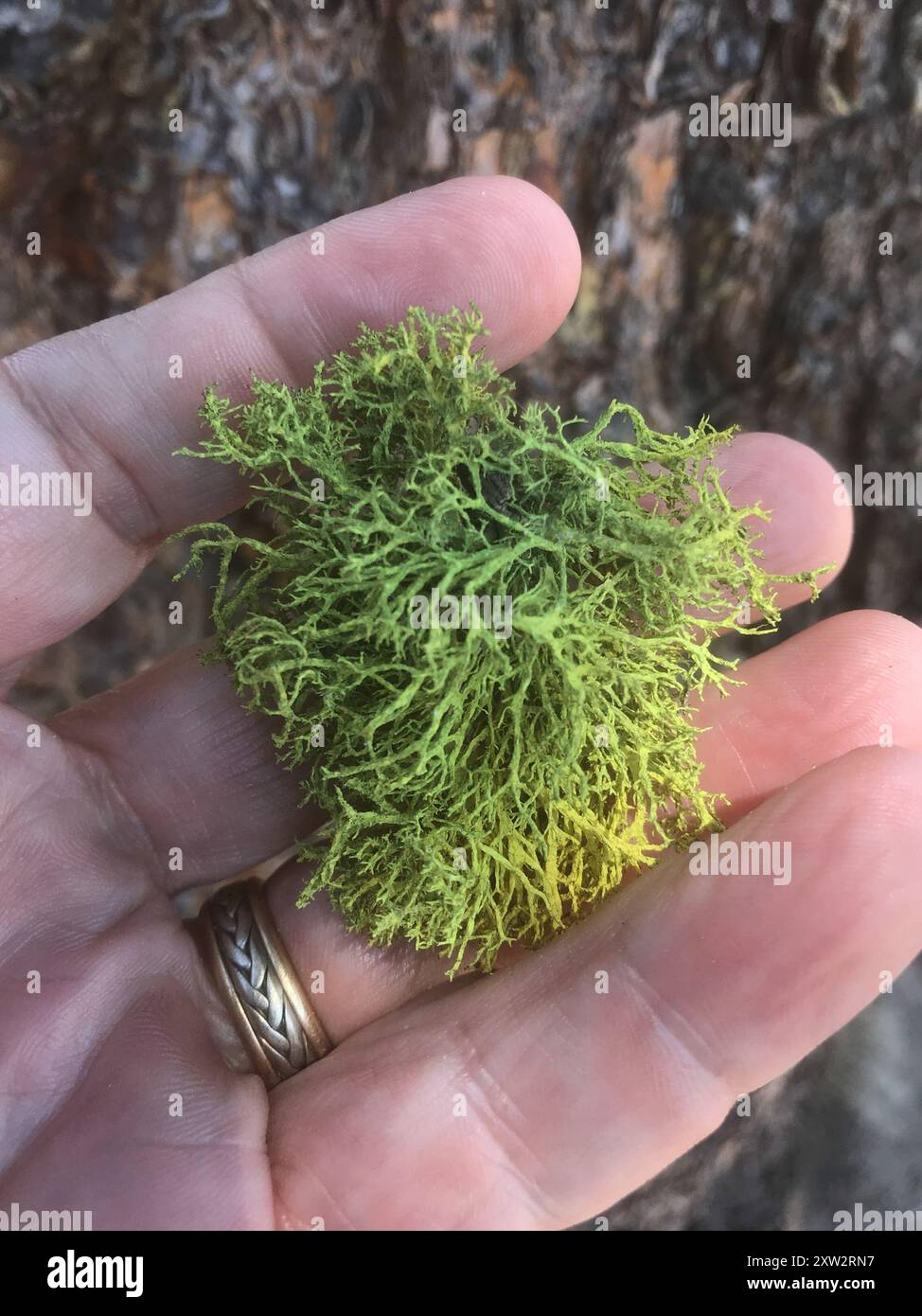 Wolf Lichens (Letharia) Fungi Stock Photo - Alamy