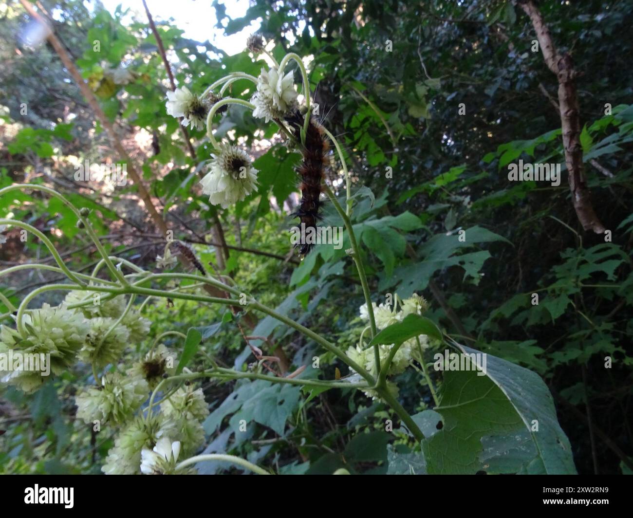 Tree Daisy (Montanoa grandiflora) Plantae Stock Photo - Alamy