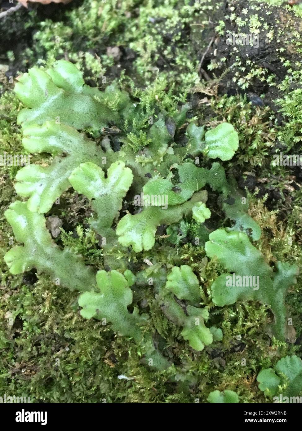 Common Liverwort (Marchantia polymorpha) Plantae Stock Photo - Alamy