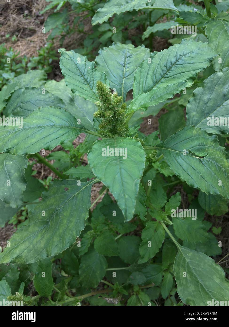 Redroot Amaranth (Amaranthus retroflexus) Plantae Stock Photo - Alamy