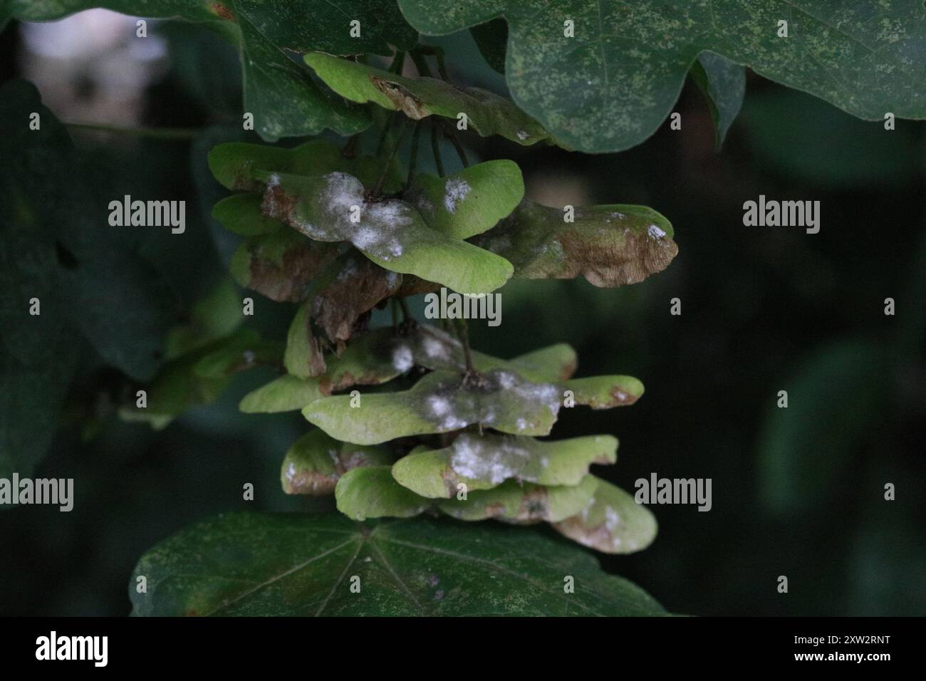 maple mildew (Sawadaea bicornis) Fungi Stock Photo - Alamy