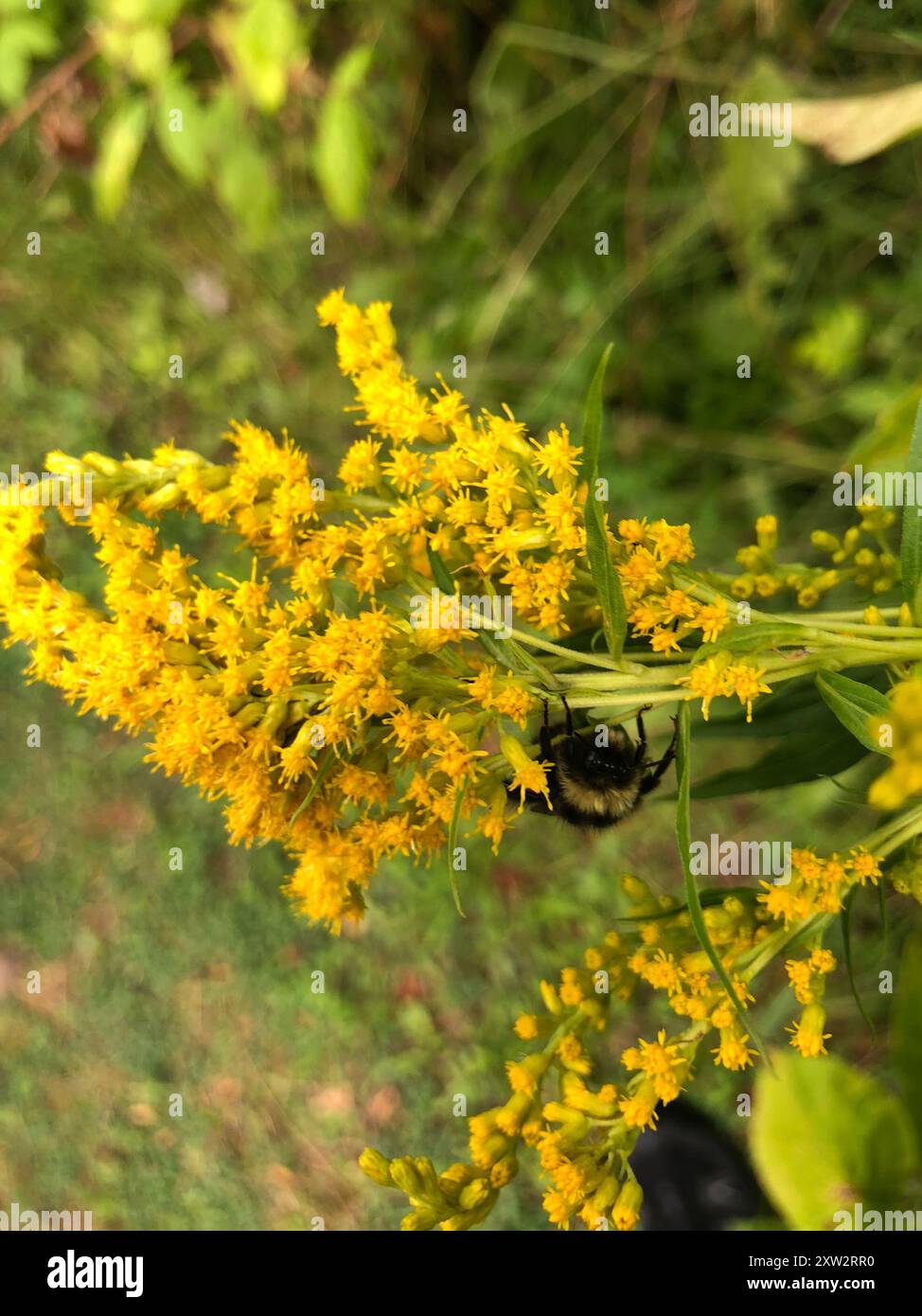 Yellow-banded Bumble Bee (Bombus terricola) Insecta Stock Photo - Alamy