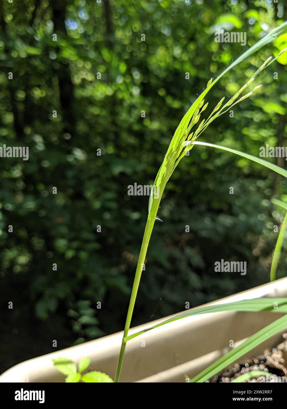 bristlegrasses, bluestems, paspalums, and allies (Panicoideae) Plantae ...