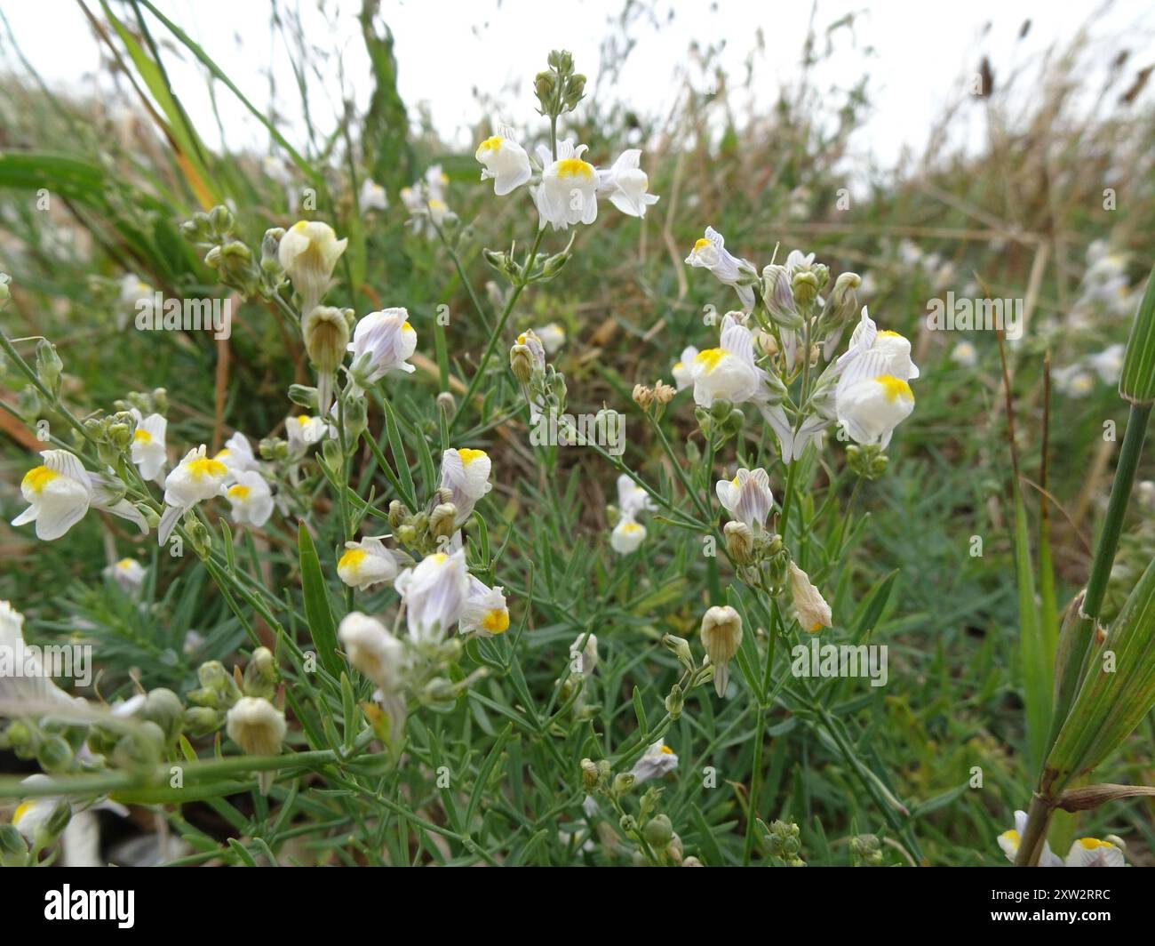 Pale Toadflax (Linaria repens) Plantae Stock Photo - Alamy