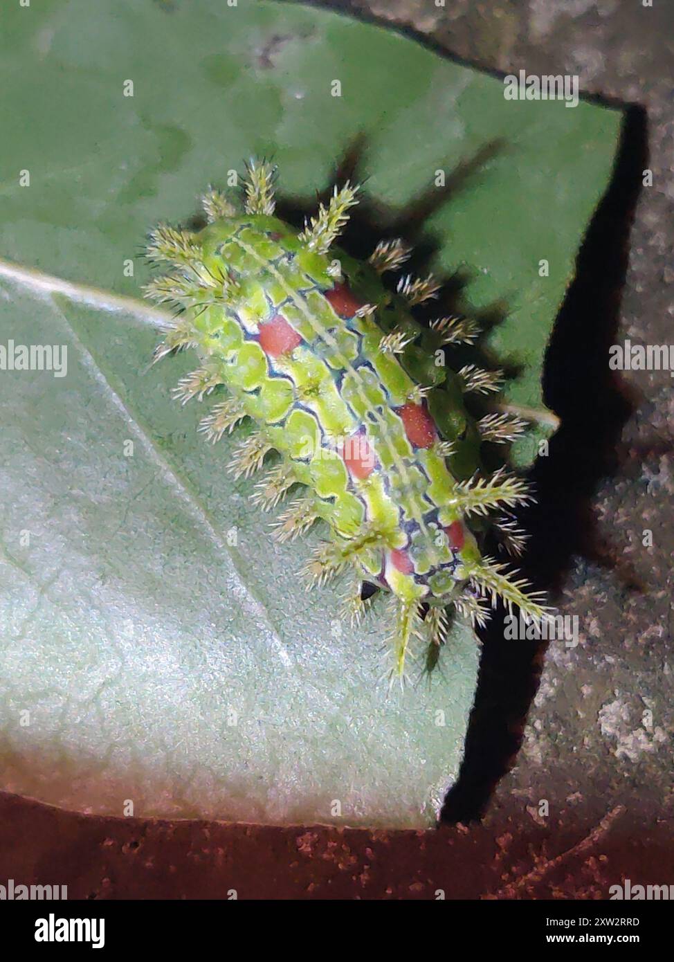 Spiny Oak-slug Moth (Euclea delphinii) Insecta Stock Photo - Alamy