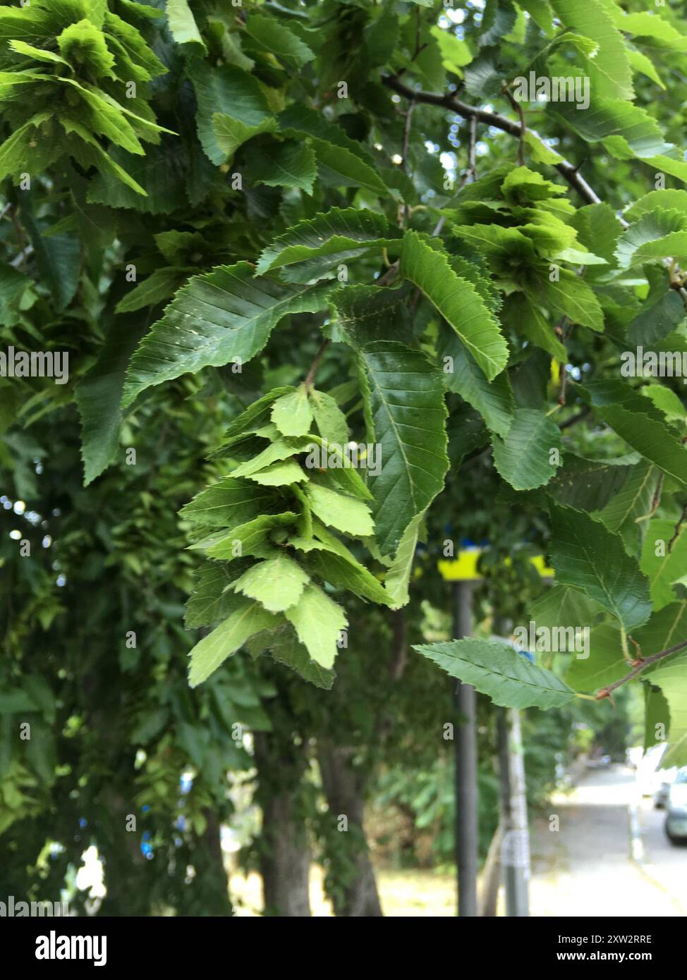 Eastern Hornbeam (Carpinus orientalis) Plantae Stock Photo - Alamy