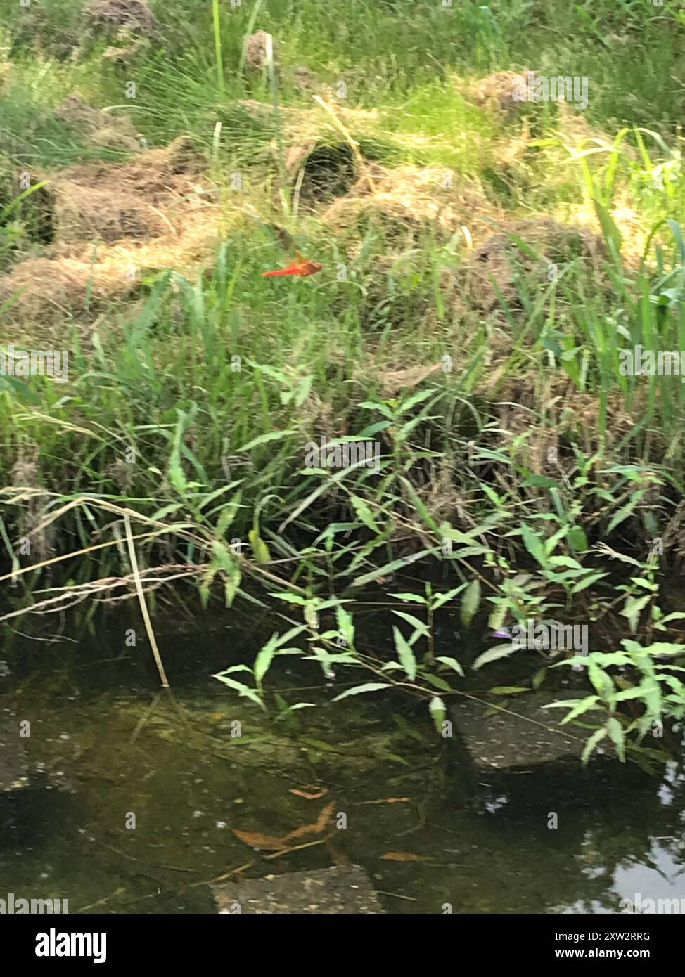 Neon Skimmer (Libellula croceipennis) Insecta Stock Photo - Alamy