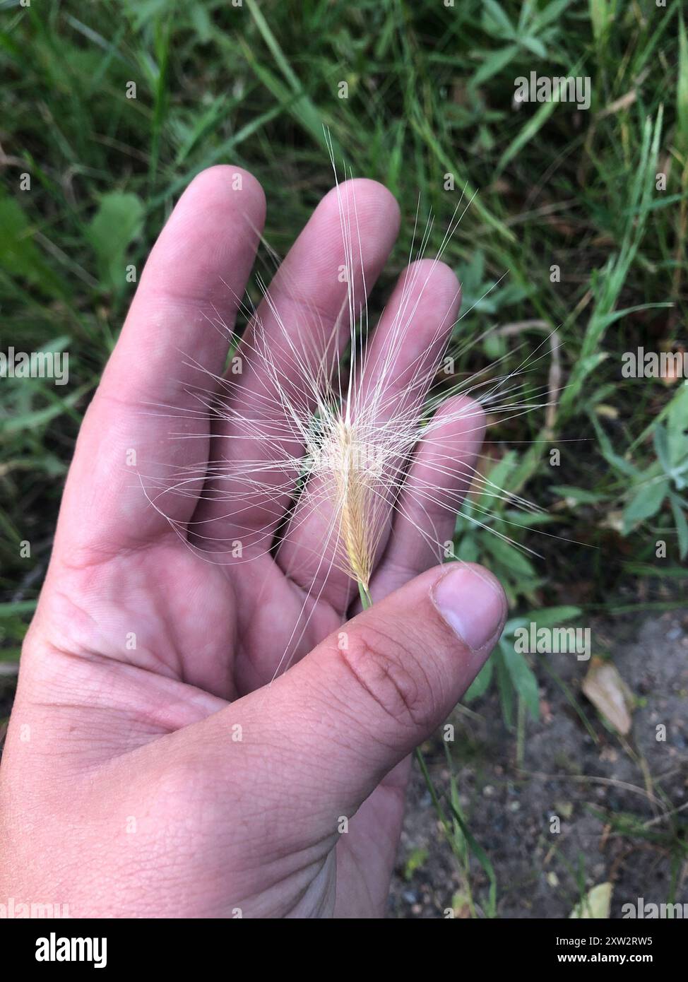 Foxtail Barley (Hordeum jubatum) Plantae Stock Photo - Alamy