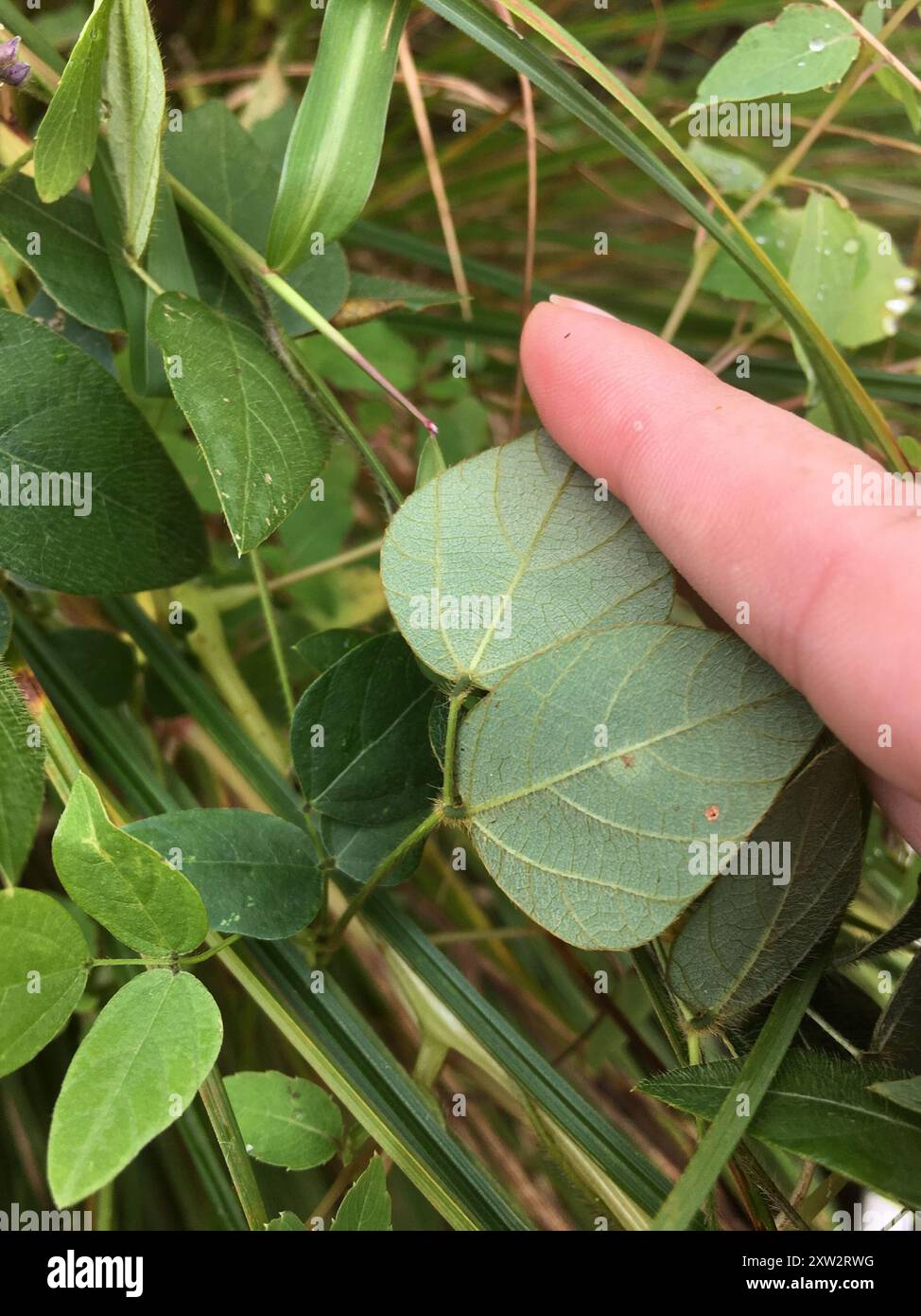 American hog-peanut (Amphicarpaea bracteata) Plantae Stock Photo - Alamy