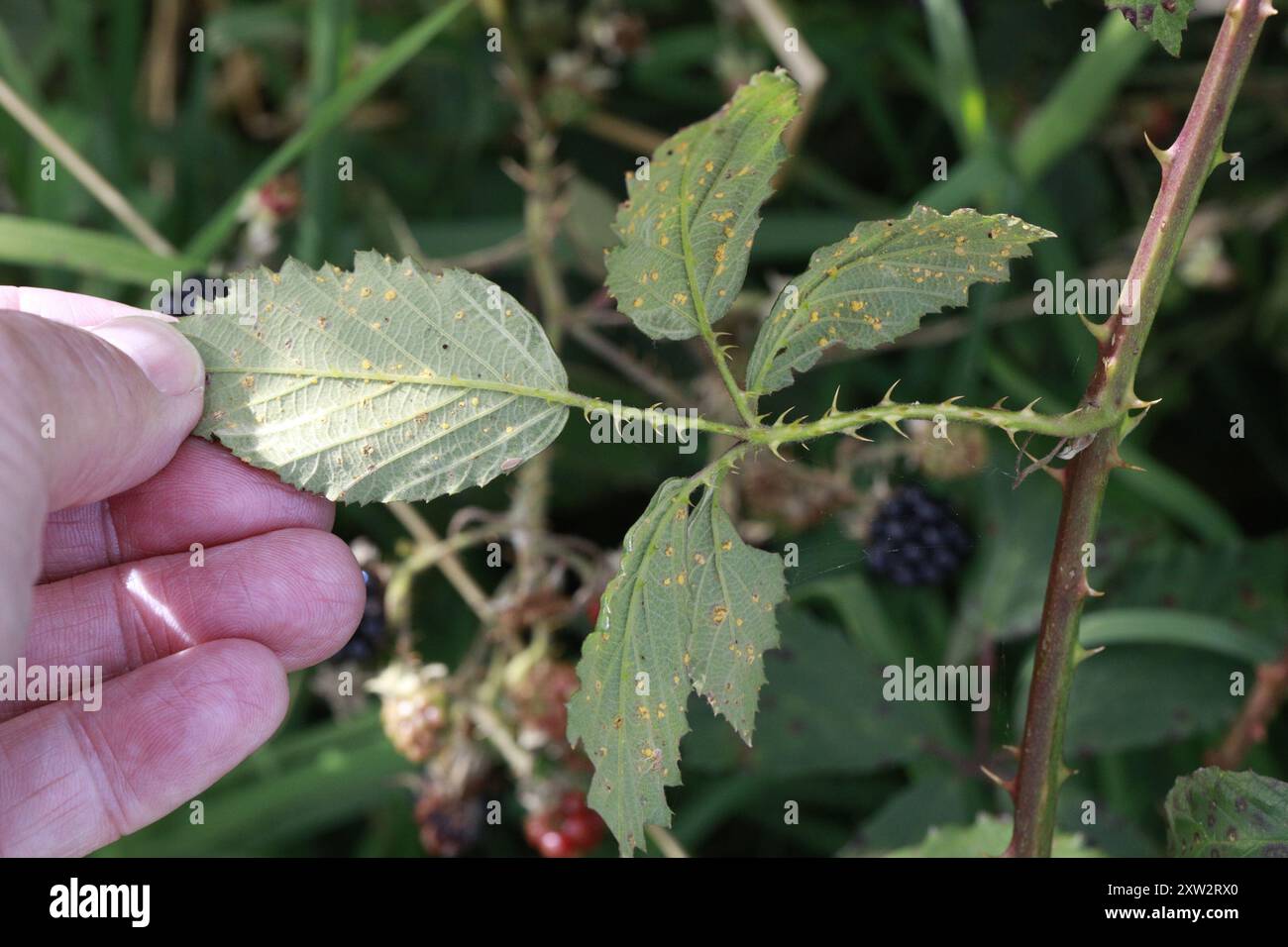 Rubus rust (Phragmidium violaceum) Fungi Stock Photo - Alamy