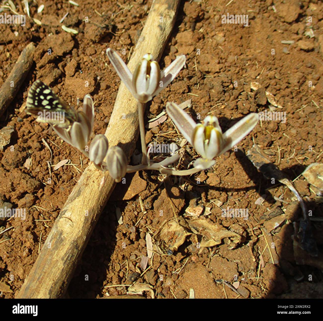 Thick Slime-lily (Albuca setosa) Plantae Stock Photo - Alamy