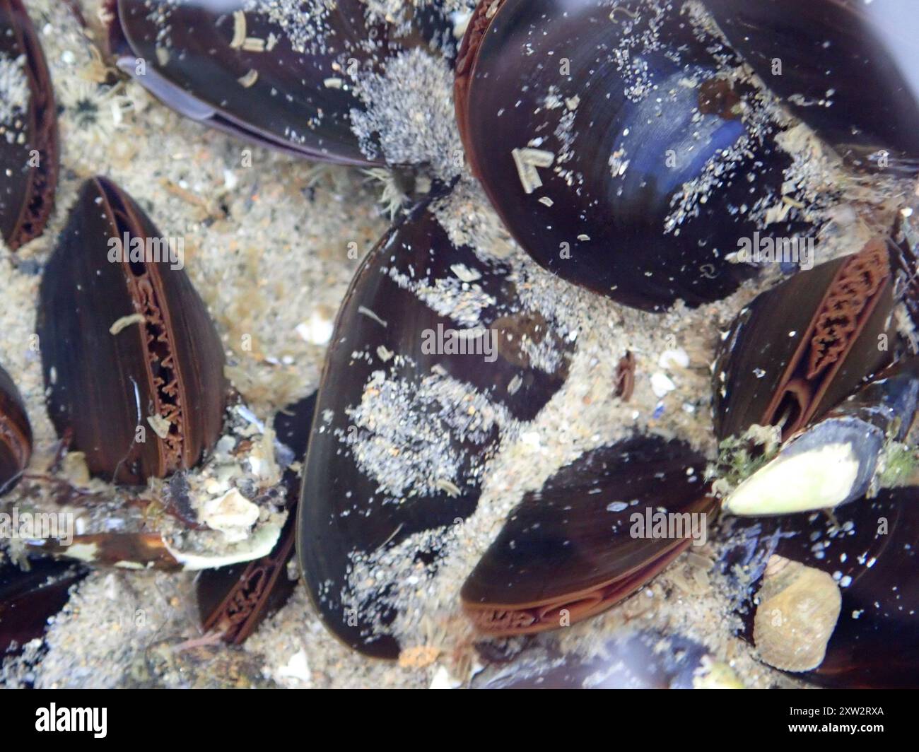 Blue Mussel (Mytilus edulis) Mollusca Stock Photo - Alamy