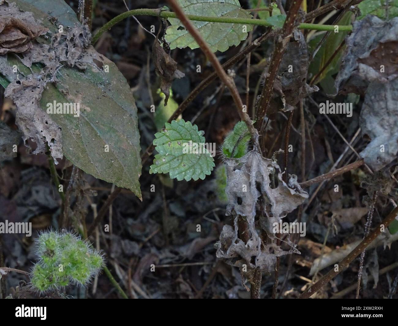 Himalayan nettle (Girardinia diversifolia) Plantae Stock Photo - Alamy