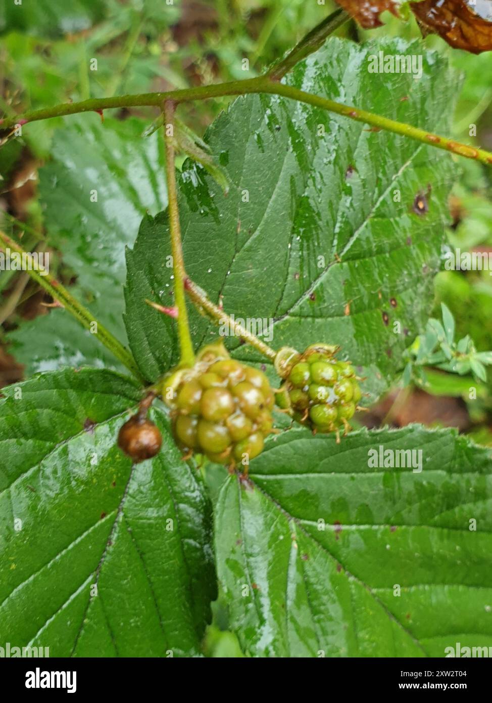 brambles (Rubus) Plantae Stock Photo - Alamy