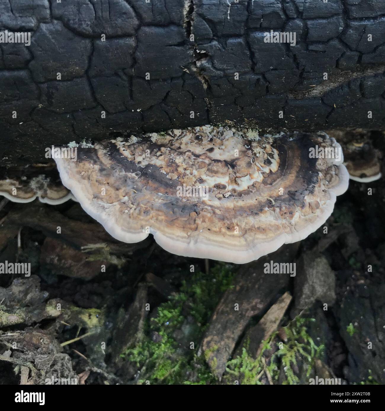 shelf fungi (Polyporales) Fungi Stock Photo - Alamy