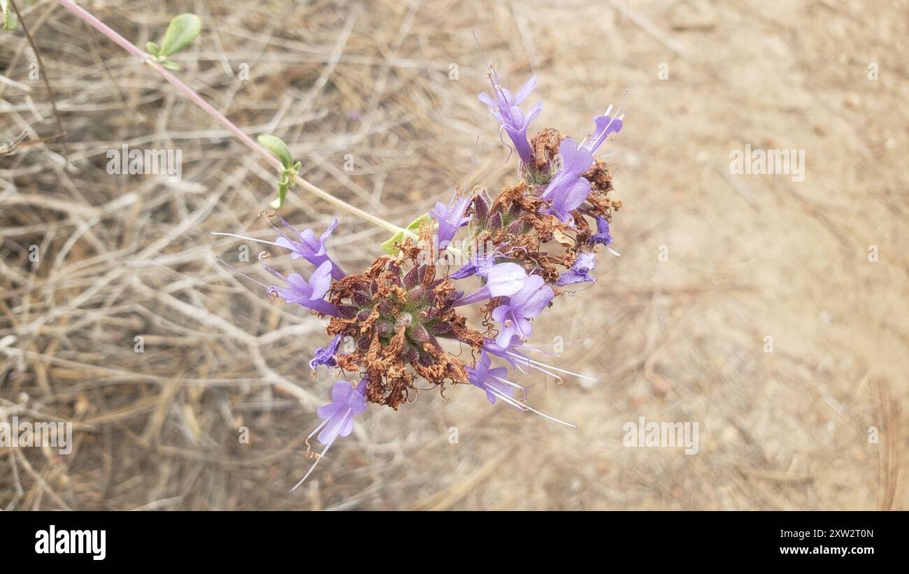 Cleveland Sage (Salvia clevelandii) Plantae Stock Photo - Alamy