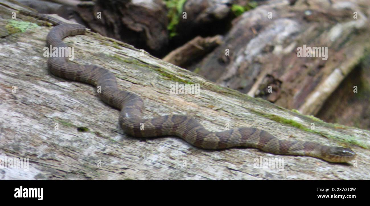 Common Watersnake (Nerodia sipedon) Reptilia Stock Photo - Alamy