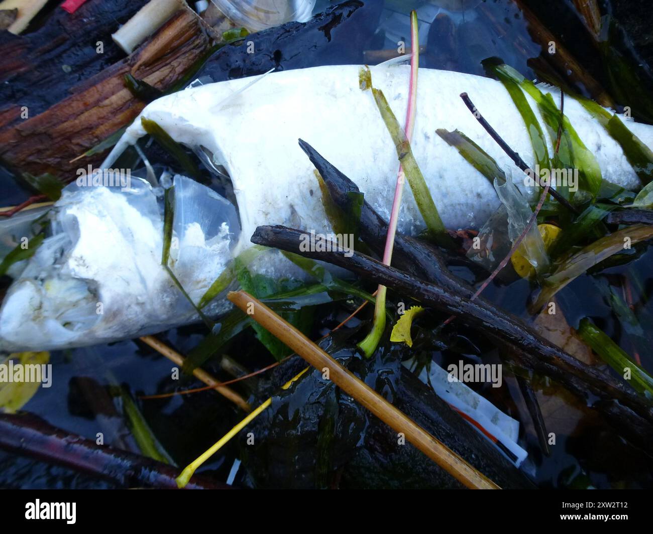 Atlantic Menhaden (Brevoortia tyrannus) Actinopterygii Stock Photo - Alamy