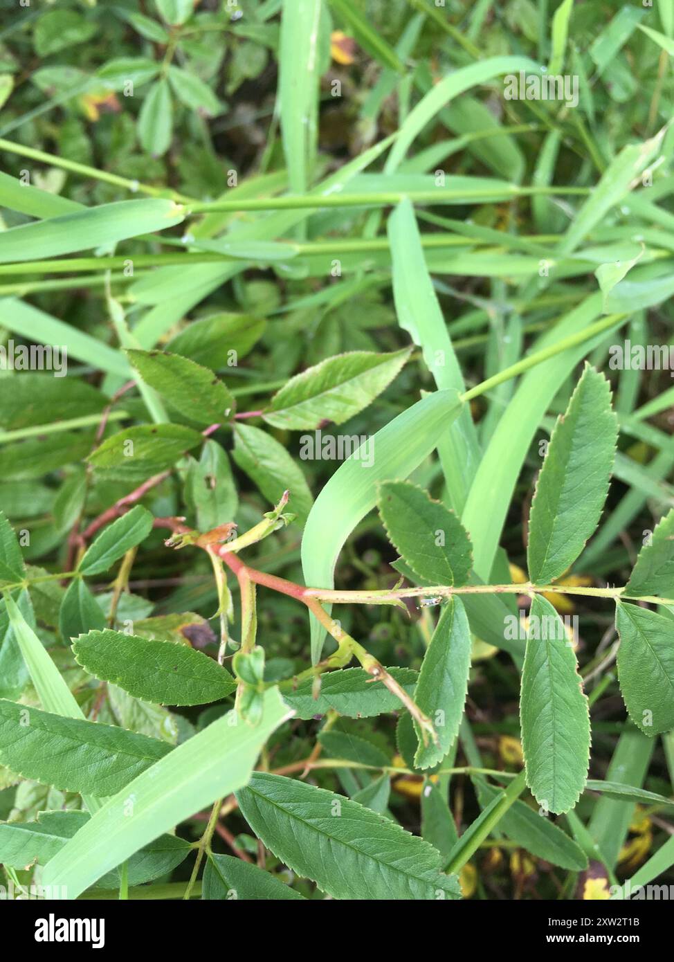 swamp rose (Rosa palustris) Plantae Stock Photo - Alamy