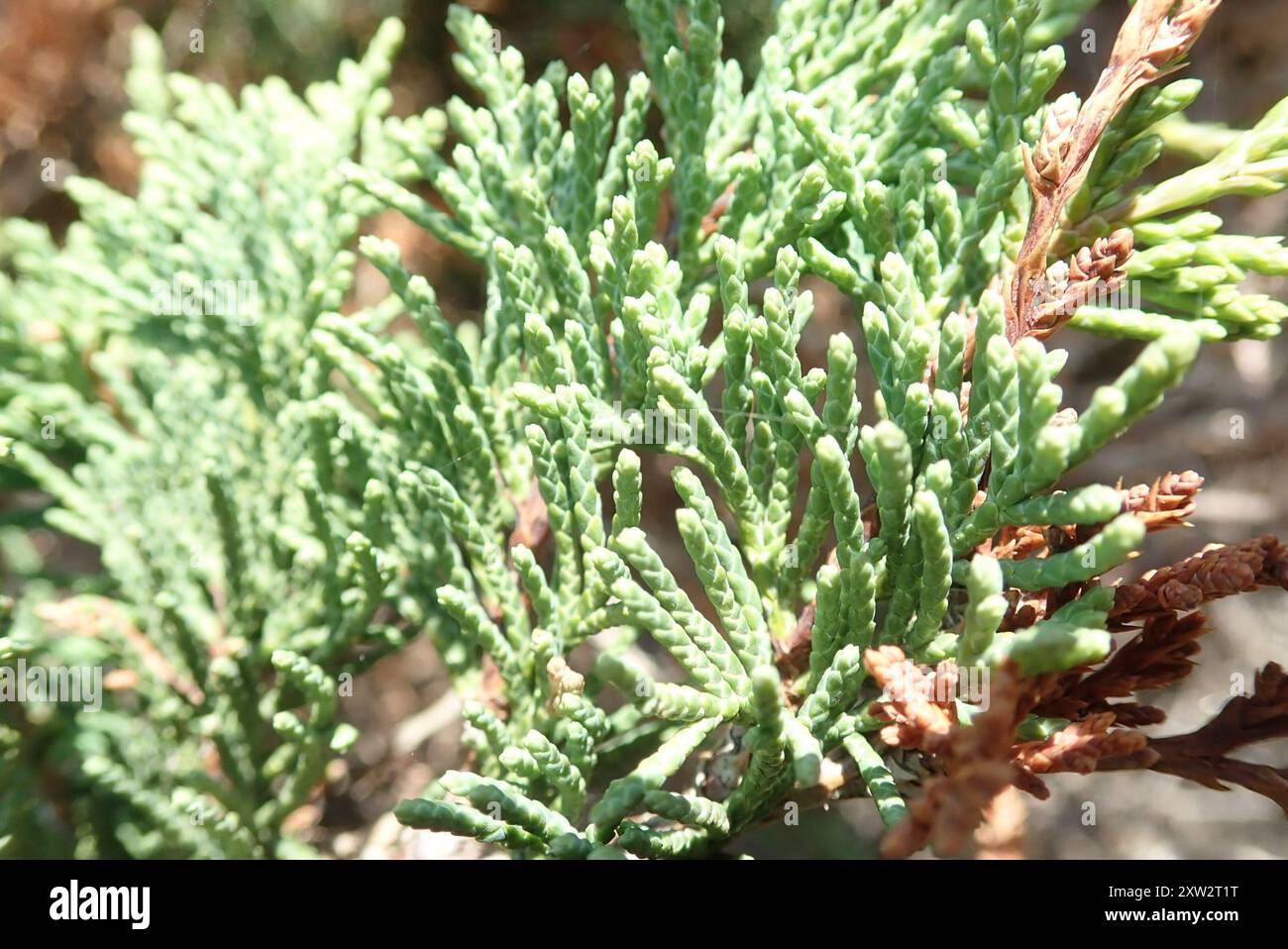 Seaside Juniper (Juniperus maritima) Plantae Stock Photo - Alamy