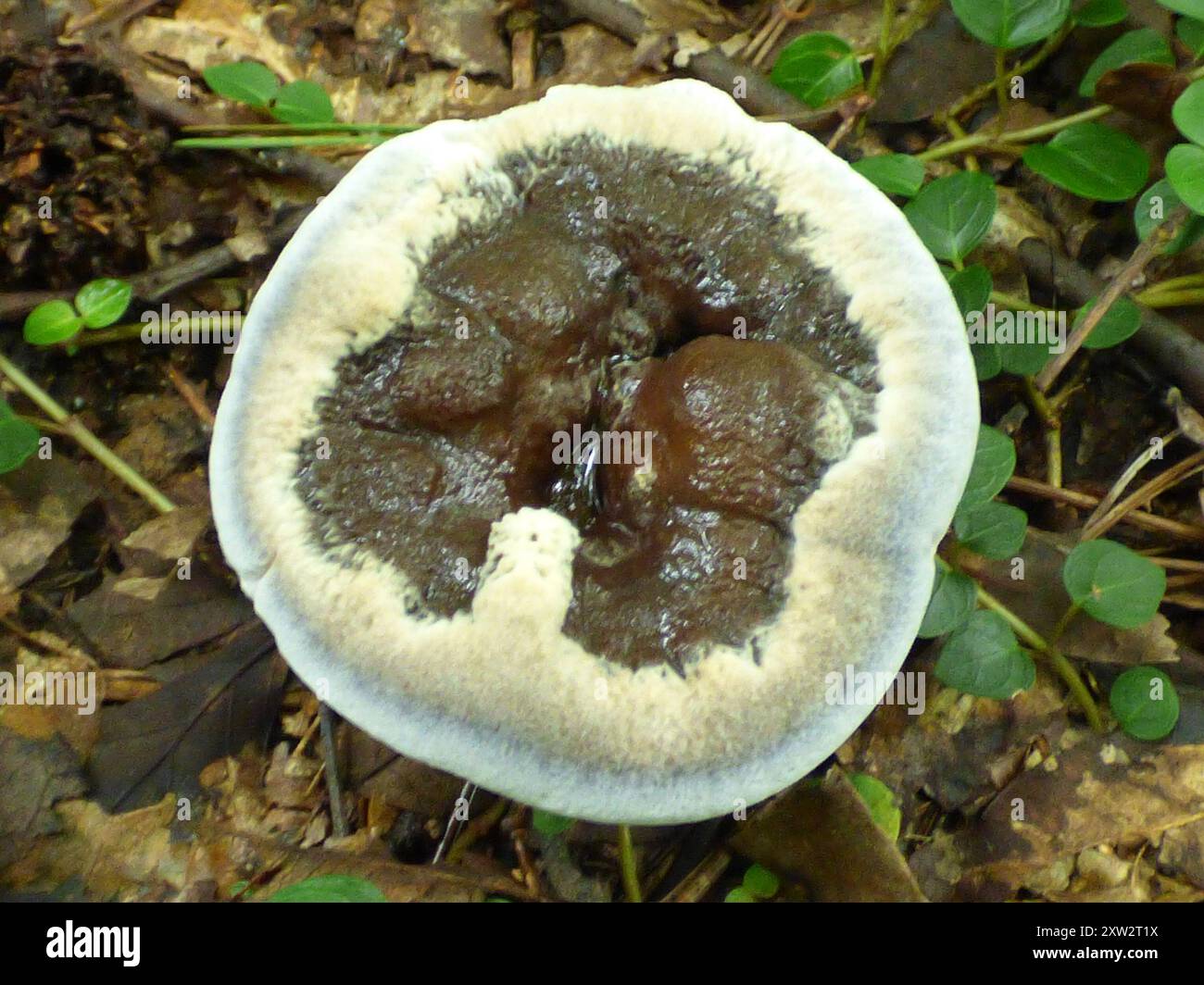 Phellodon niger hi-res stock photography and images - Alamy