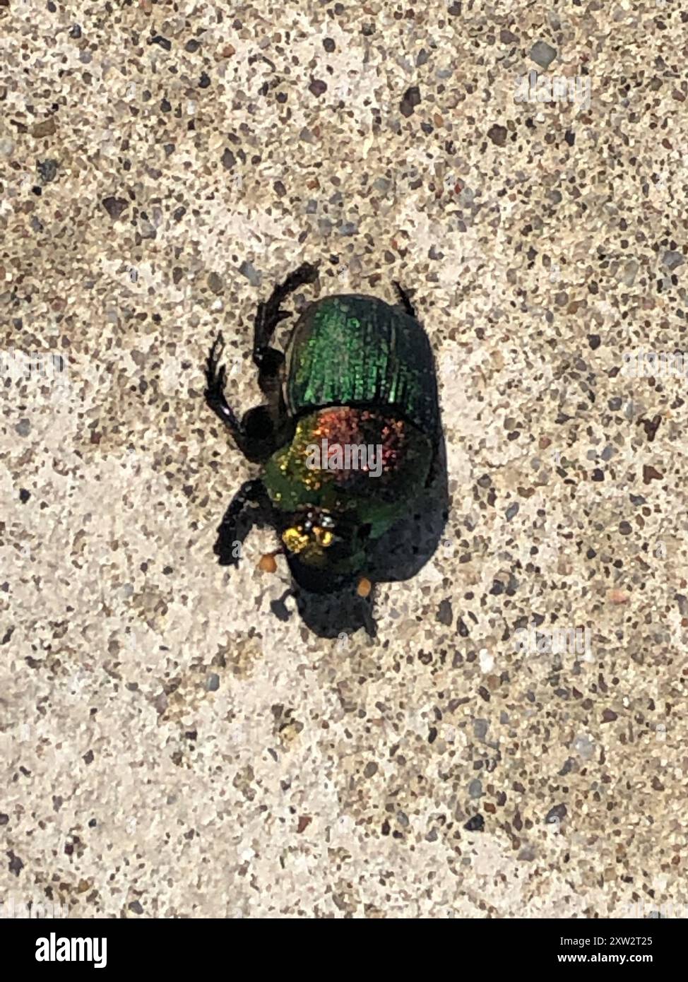 Rainbow Scarab (Phanaeus vindex) Insecta Stock Photo - Alamy