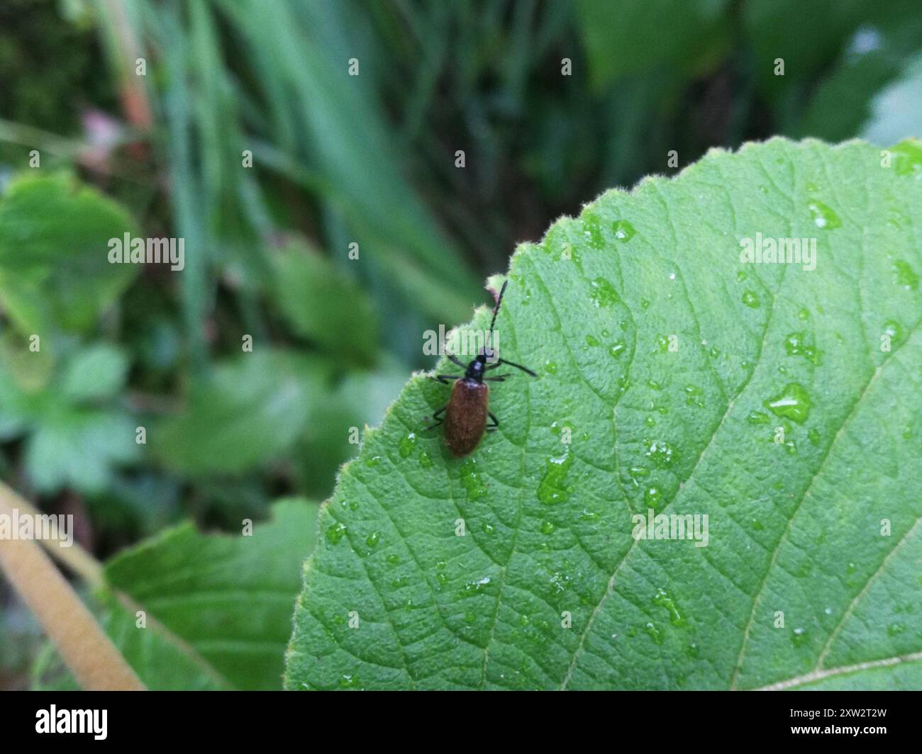 Rough-Haired Lagria Beetle (Lagria hirta) Insecta Stock Photo - Alamy