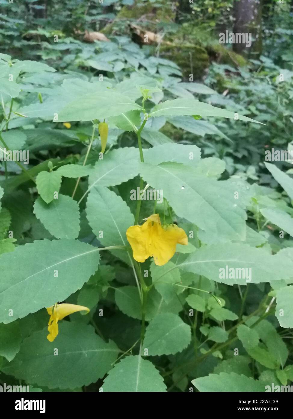 Touch-me-not Balsam (Impatiens noli-tangere) Plantae Stock Photo - Alamy