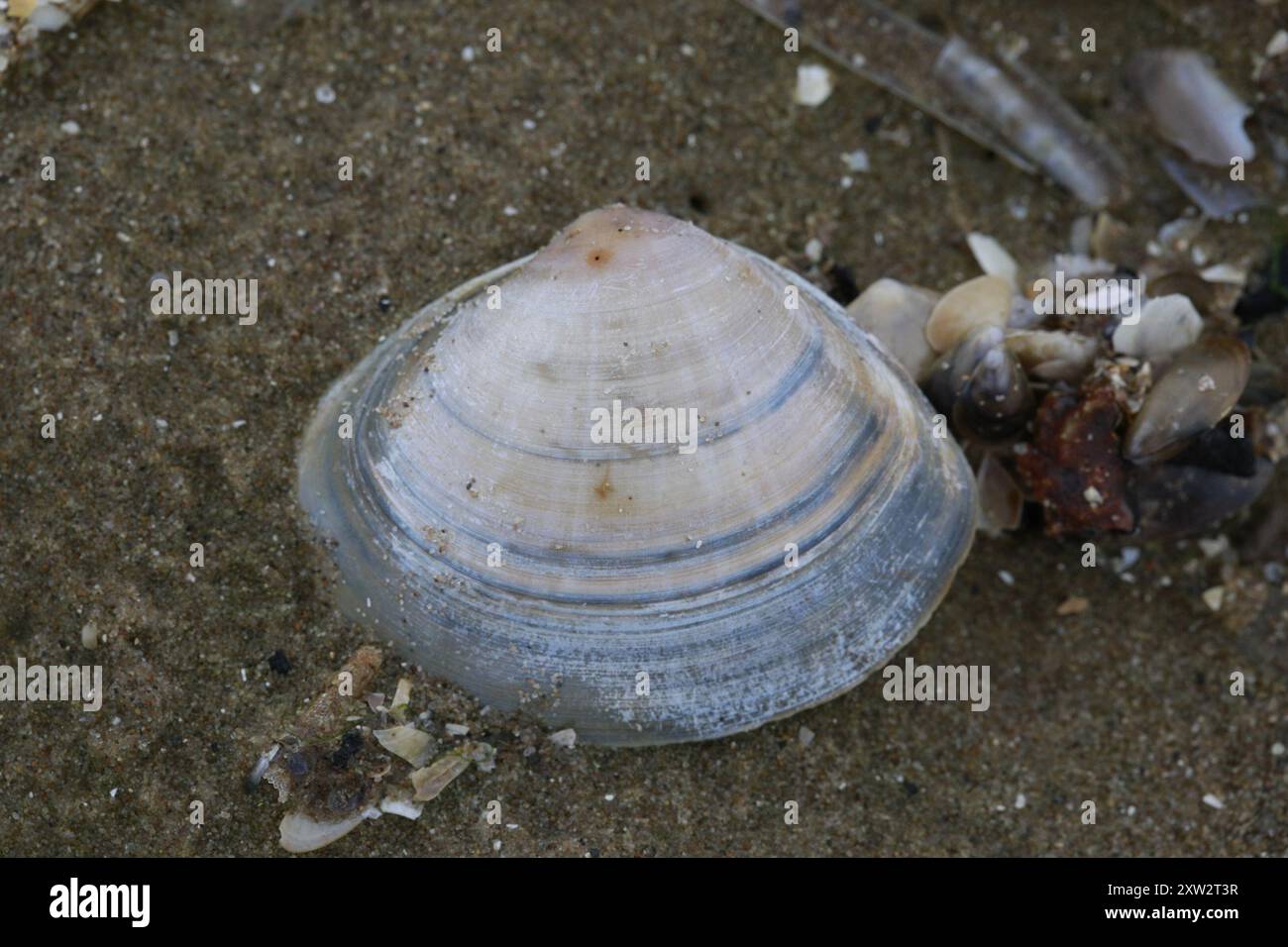 Rayed trough shell hi-res stock photography and images - Alamy