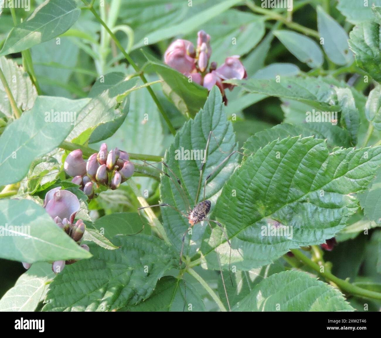 American groundnut (Apios americana) Plantae Stock Photo - Alamy