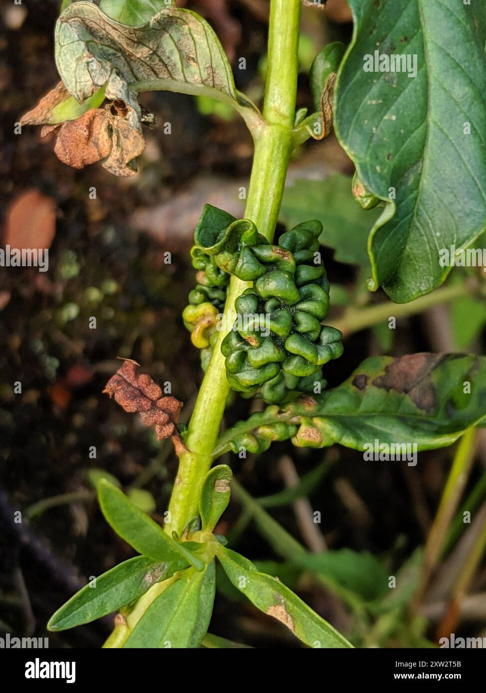 vascular plants (Tracheophyta) Plantae Stock Photo - Alamy