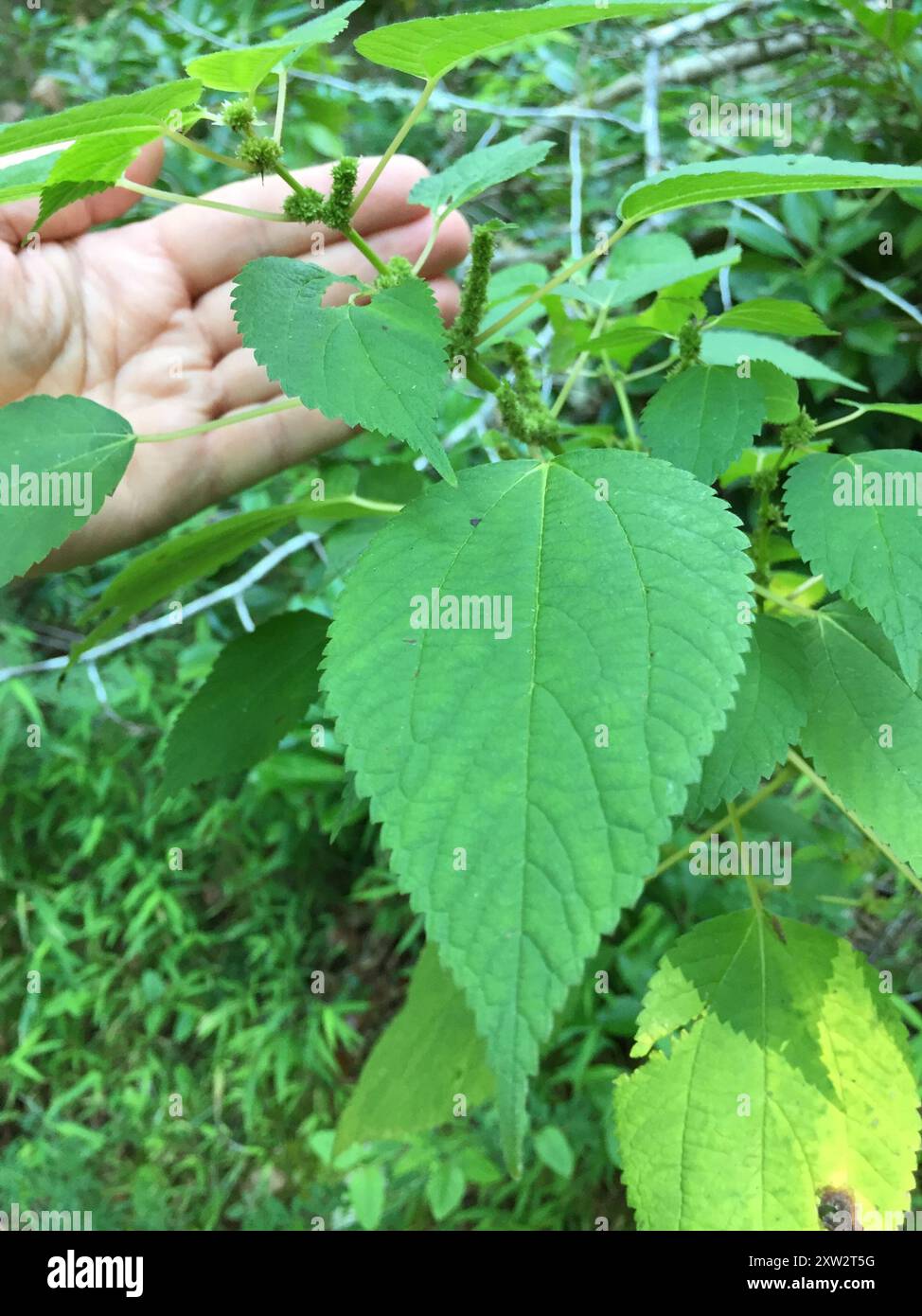 false nettles and allies (Boehmeria) Plantae Stock Photo - Alamy